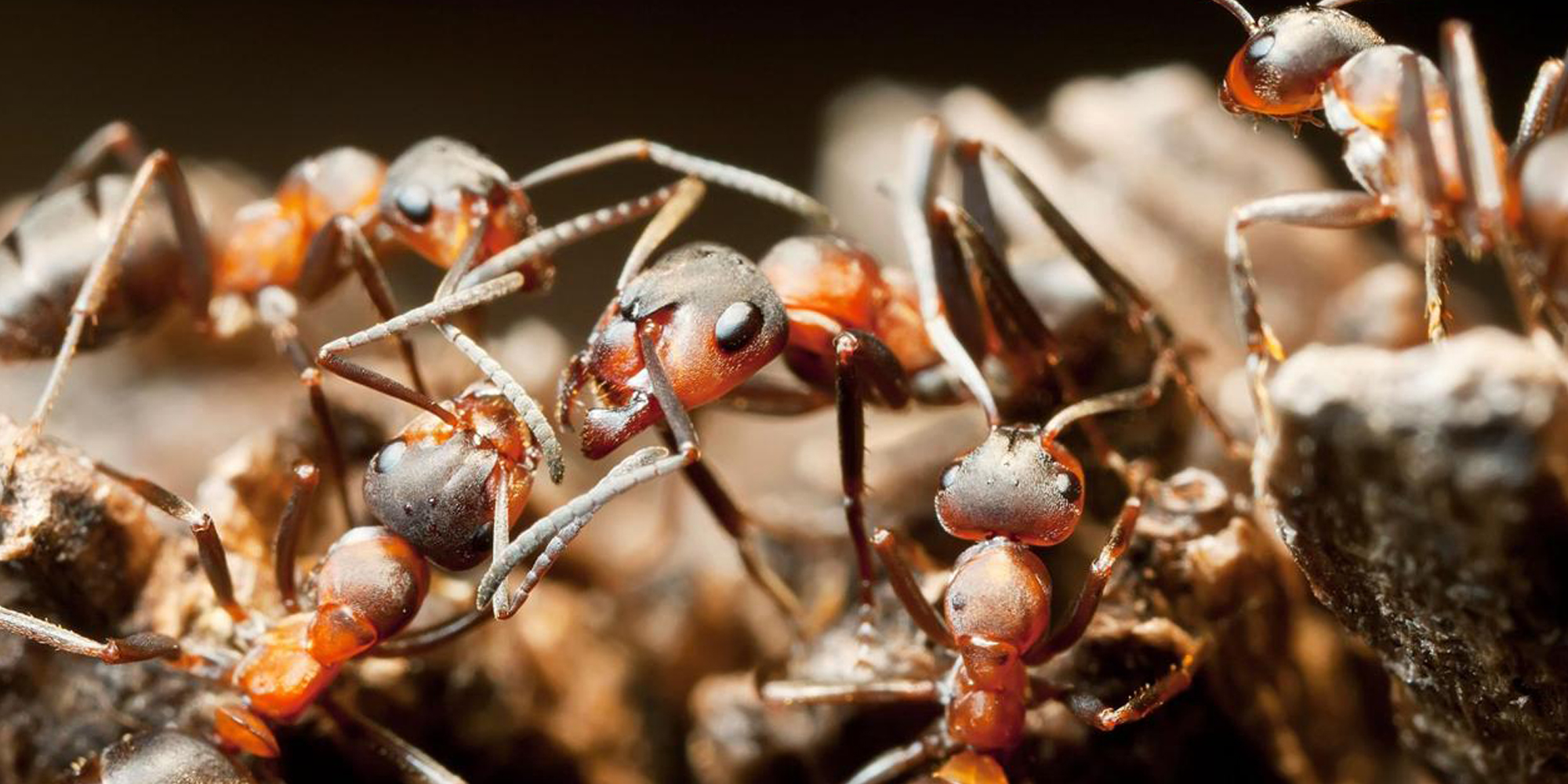 Ant Pest Control Boksburg - Xpest Gauteng